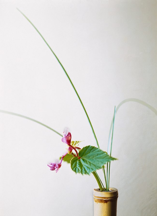 Chabana and wagashi - Flavio Gallozzi photographer Japan